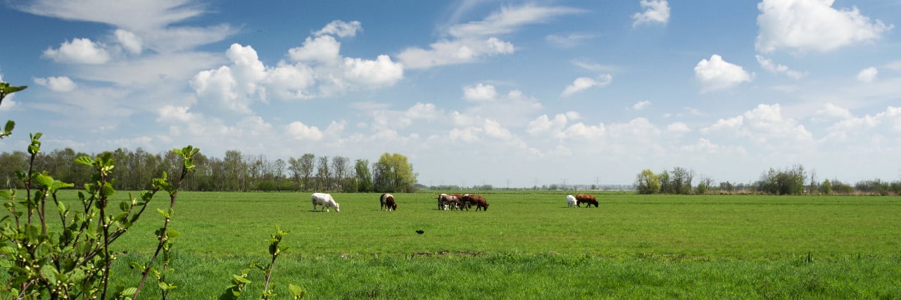 Hof brengt advies uit over Programma Aanpak Stikstof (PAS) | Countus