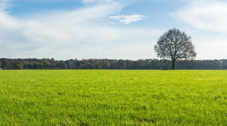 Wat is de trend van het aandeel blijvend grasland? | Countus